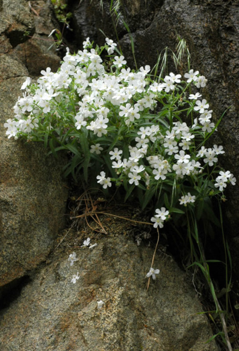 Snowdonia Hawkweed l Epic Danger - Our Breathing Planet