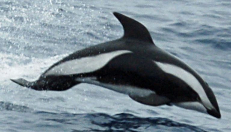 Hourglass Dolphin l Truly Beautiful - Our Breathing Planet