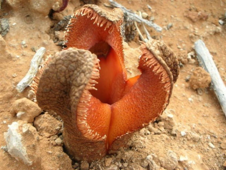Hydnora africana l Fascinating - Our Breathing Planet