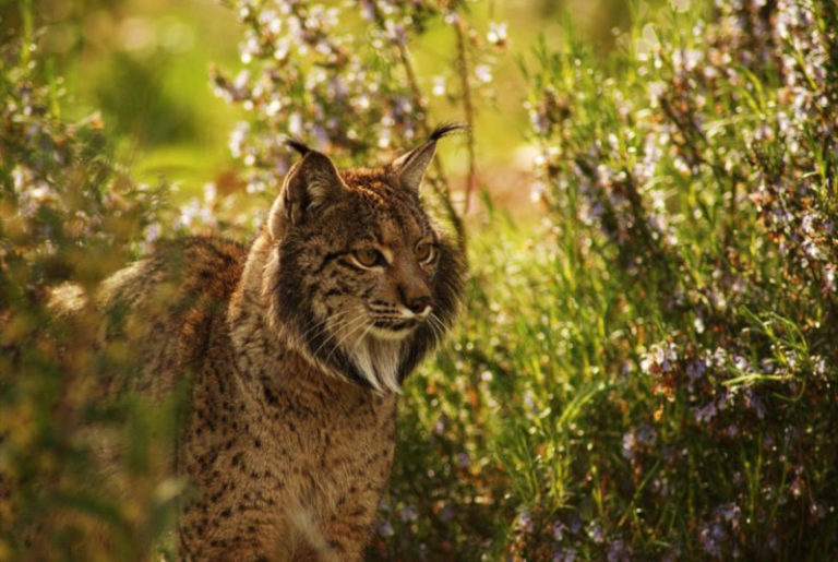 Iberian Lynx l Beautiful Wildcat - Our Breathing Planet