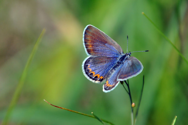 Karner Blue Butterfly l Stunning - Our Breathing Planet