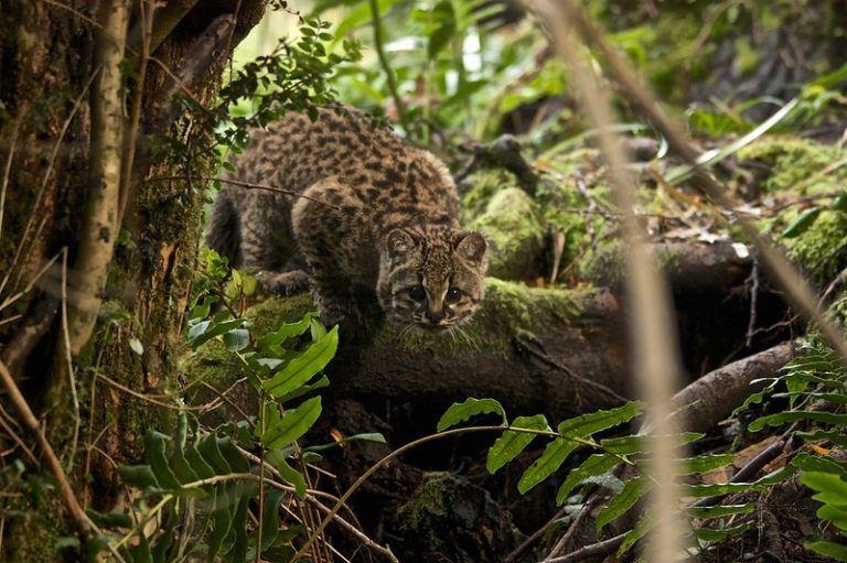 Bobcat l Smallest Lynx Species - Our Breathing Planet