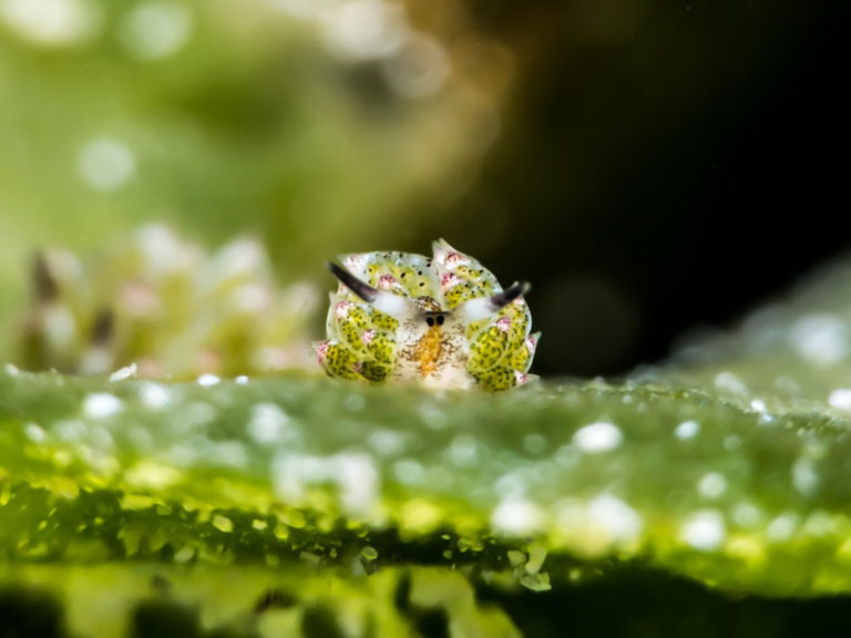 Leaf Slug l Tiny Bioluminescent Animal l Our Breathing Planet