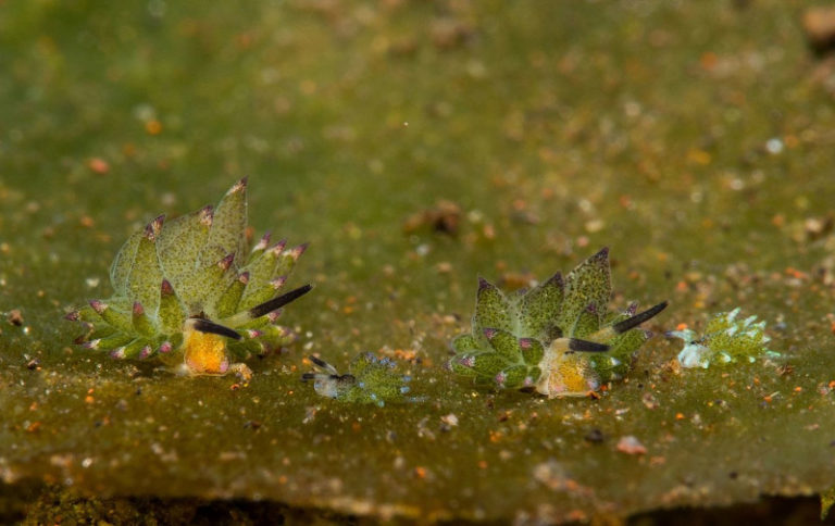 Leaf Slug l Tiny Bioluminescent Animal l Our Breathing Planet