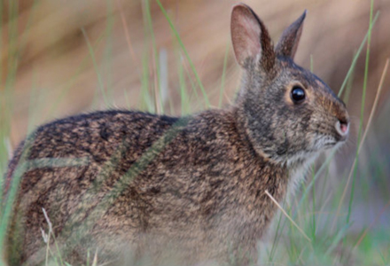 Lower Keys Marsh Rabbit | Truly Heartbreaking Situation