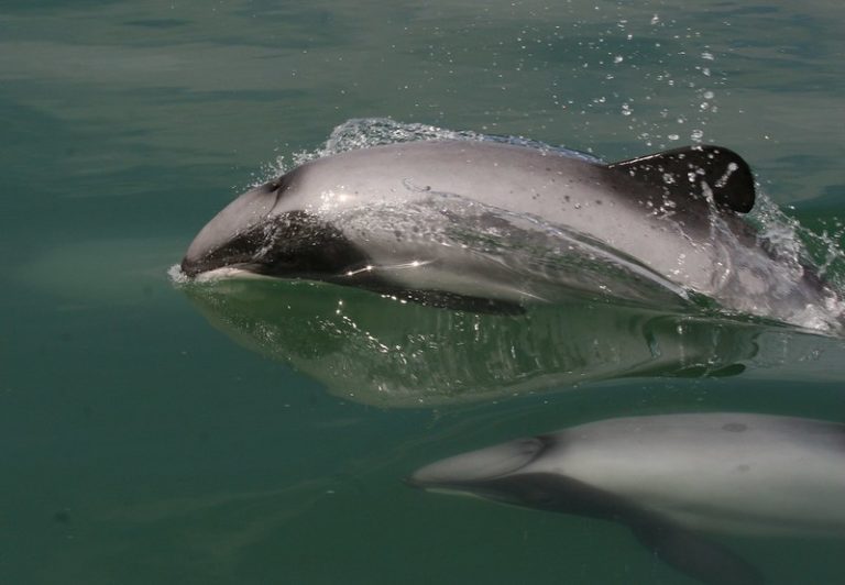 Panda Dolphin l Visually Distinctive - Our Breathing Planet