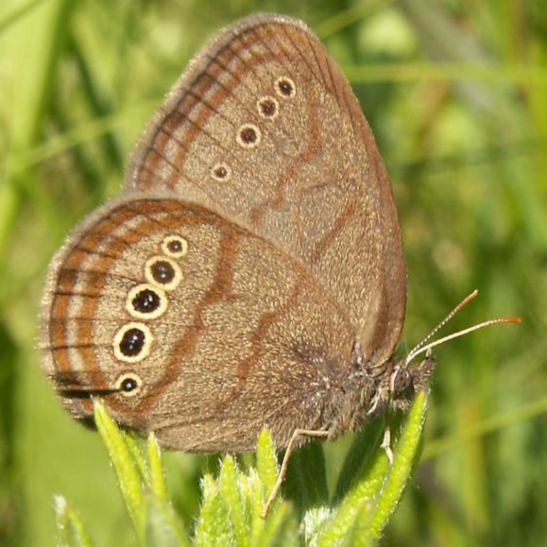 Mitchell's Satyr Butterfly l Stunning - Our Breathing Planet