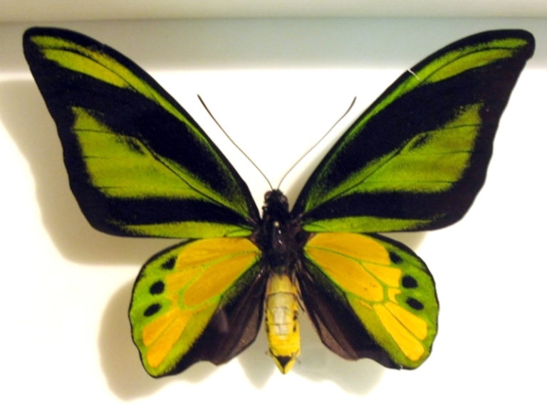 Ornithoptera Chimaera l Stunning - Our Breathing Planet
