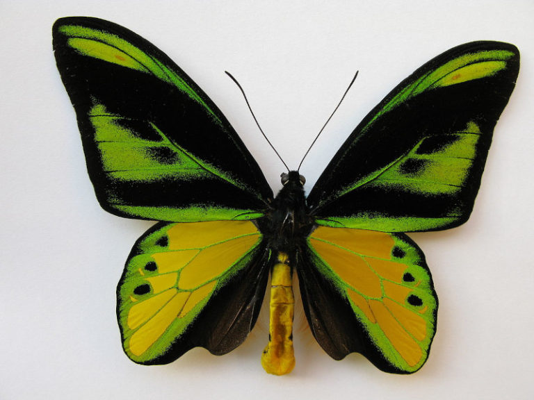 Ornithoptera Chimaera l Stunning - Our Breathing Planet