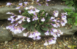 7 Stunning European Flowering Plants l Our Breathing Planet
