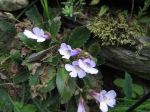 Orpheus Flower l Awesome Survivor - Our Breathing Planet