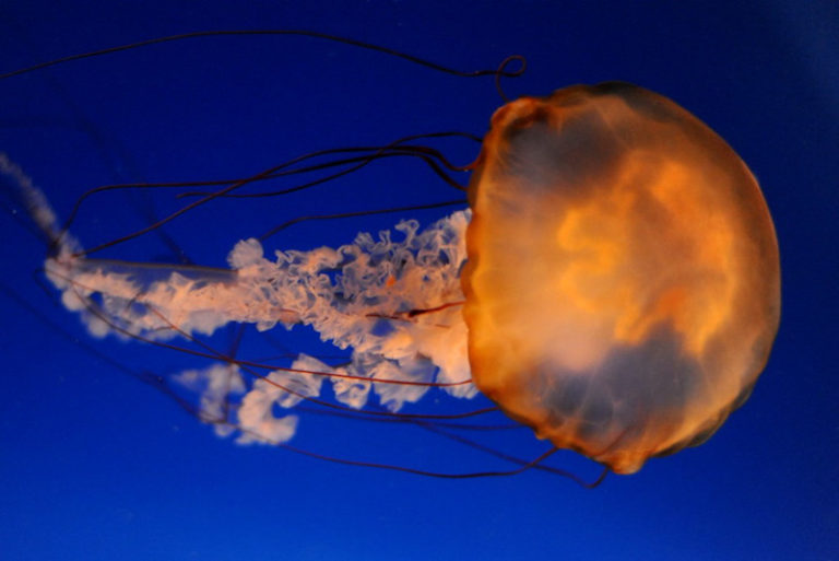 Pacific Sea Nettle l Truly Amazing - Our Breathing Planet