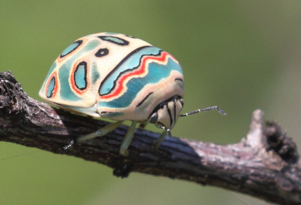 Picasso Bug | Smelly But Incredible - Our Breathing Planet