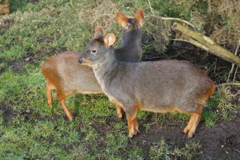Pudu l Remarkable Variety of Deer - Our Breathing Planet