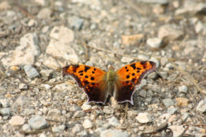 Question Mark Butterfly l Beautiful - Our Breathing Planet