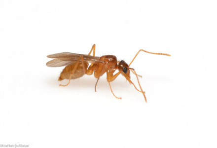 Rasberry Crazy Ant l Destructive - Our Breathing Planet