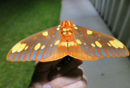 Regal Moth l Dazzling Lepidoptera - Our Breathing Planet