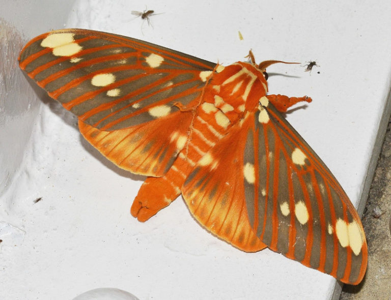 Regal Moth l Dazzling Lepidoptera - Our Breathing Planet