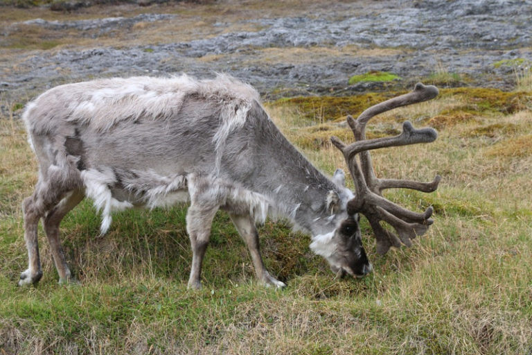 Reindeer l Beautiful Arctic Ruminant - Our Breathing Planet