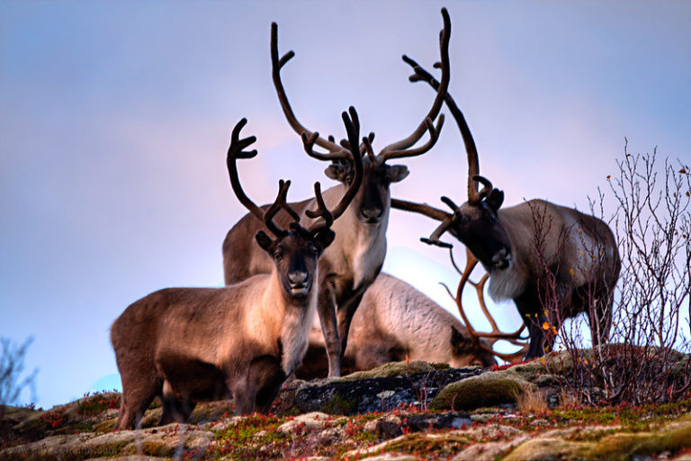 Javan Rusa l Magnificent Rare Deer - Our Breathing Planet