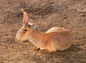 Saiga Antelope l Startling Appearance - Our Breathing Planet