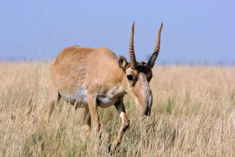 Saiga Antelope l Startling Appearance - Our Breathing Planet