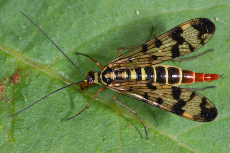 Scorpionfly l Remarkable But Harmless - Our Breathing Planet