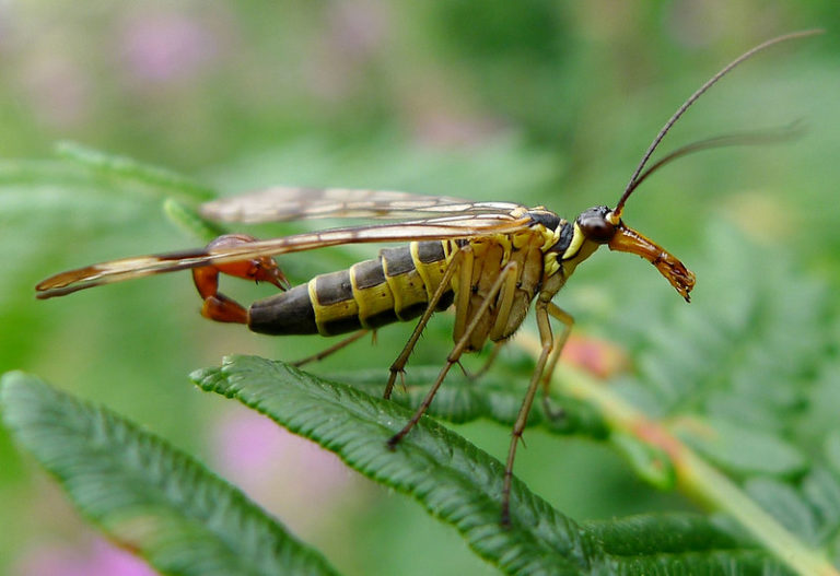Scorpionfly l Remarkable But Harmless - Our Breathing Planet