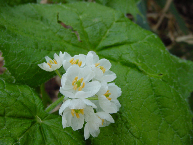 Skeleton Flower l Breathtaking Sight - Our Breathing Planet