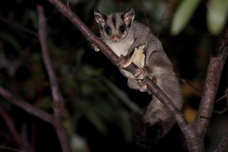 Sunda Colugo l Charming Glider - Our Breathing Planet