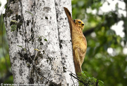 Sunda Colugo l Charming Glider - Our Breathing Planet