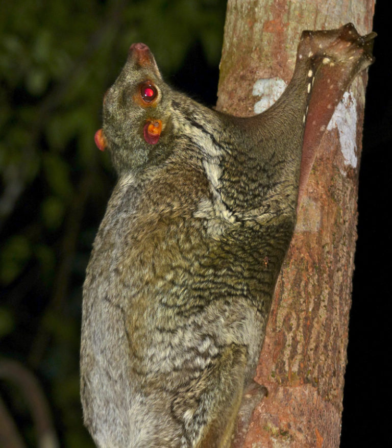 Sunda Colugo l Charming Glider - Our Breathing Planet