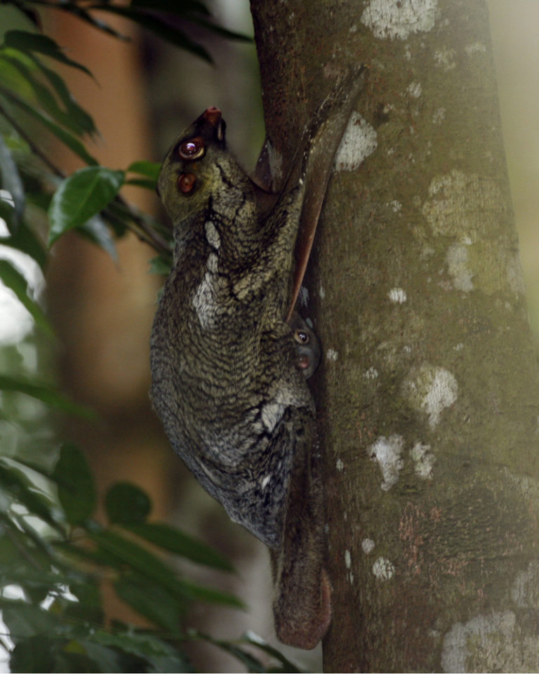 Sunda Colugo l Charming Glider - Our Breathing Planet