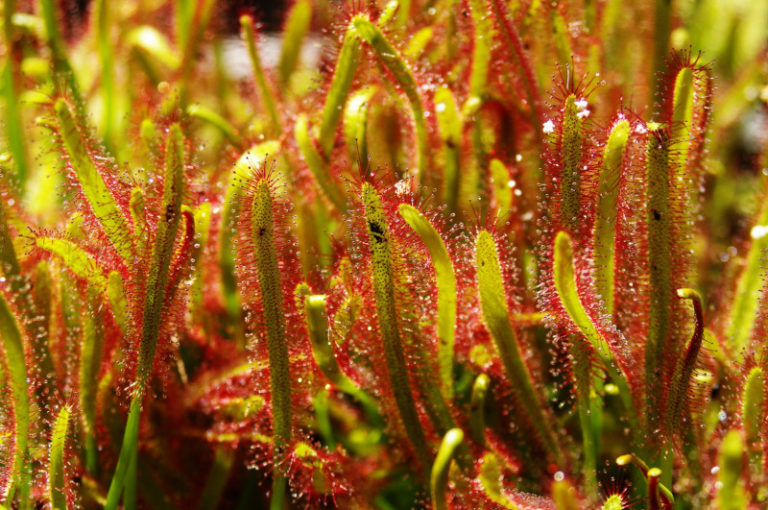 Sundew l Remarkable Carnivorous Genus - Our Breathing Planet