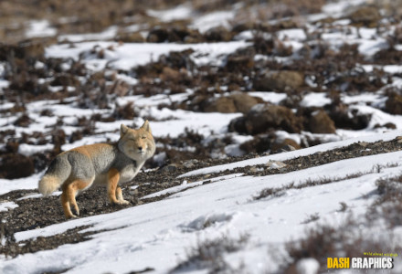Tibetan Sand Fox l Remarkable Face - Our Breathing Planet