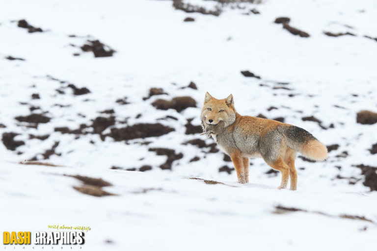 Tibetan Sand Fox l Remarkable Face - Our Breathing Planet