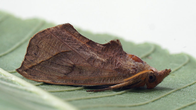 Vampire Moth l Astounding Lepidoptera - Our Breathing Planet