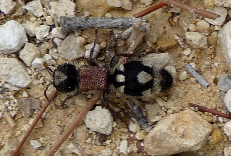Velvet Ant l Astounding Wasp - Our Breathing Planet