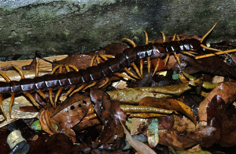 Amazonian Giant Centipede l Startling - Our Breathing Planet
