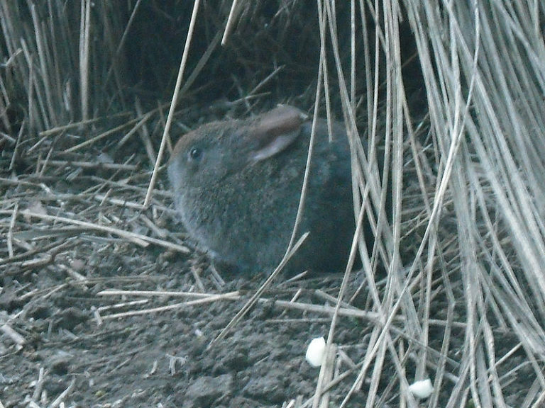 Volcano Rabbit l Rare and Adorable - Our Breathing Planet