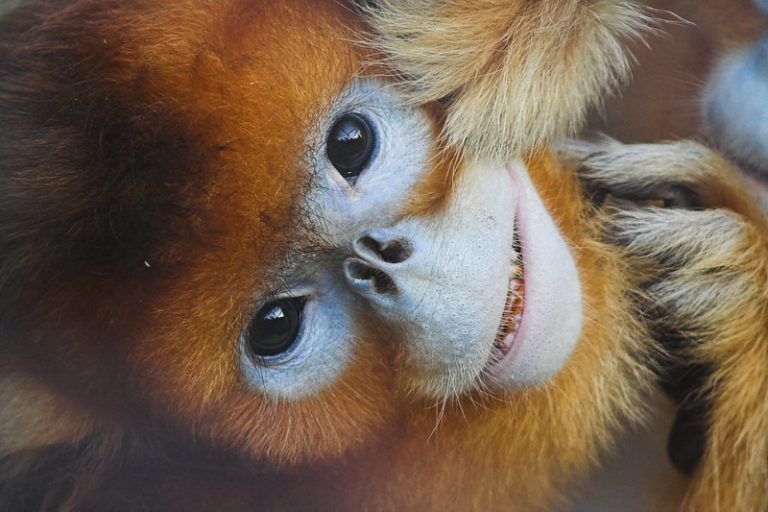 Yunnan Golden Monkey l Awesome - Our Breathing Planet