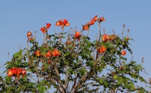 African Tulip Tree l Invasive Beauty - Our Breathing Planet