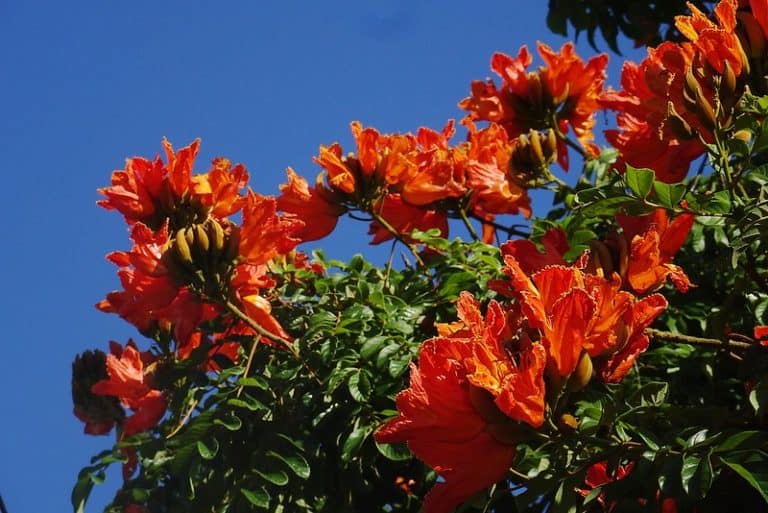 African Tulip Tree l Invasive Beauty - Our Breathing Planet