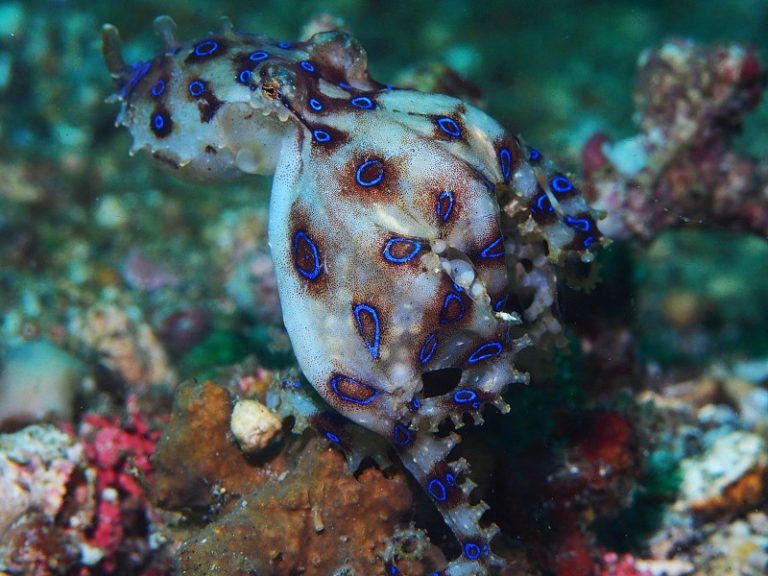 Greater blue-ringed octopus l Deadly Beauty - Our Breathing Planet