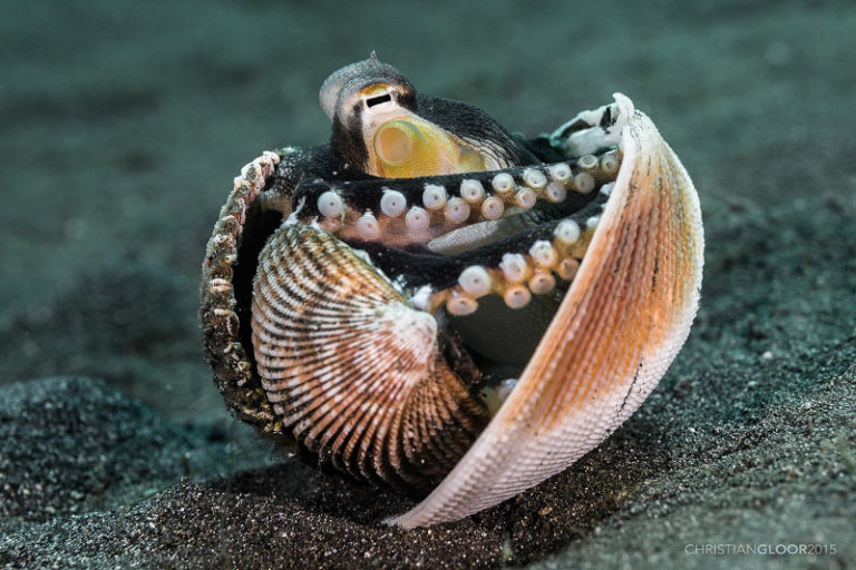 Coconut Octopus l Remarkable Adaptability - Our Breathing Planet