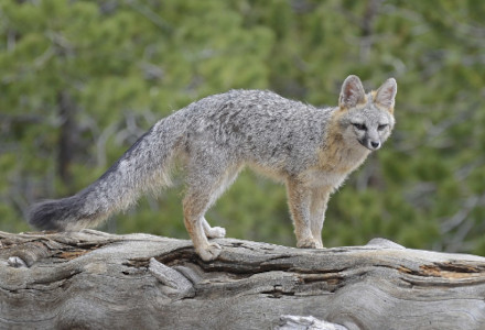 Gray Fox l Incredible Tree-Climbing Wild Canid - Our Breathing Planet