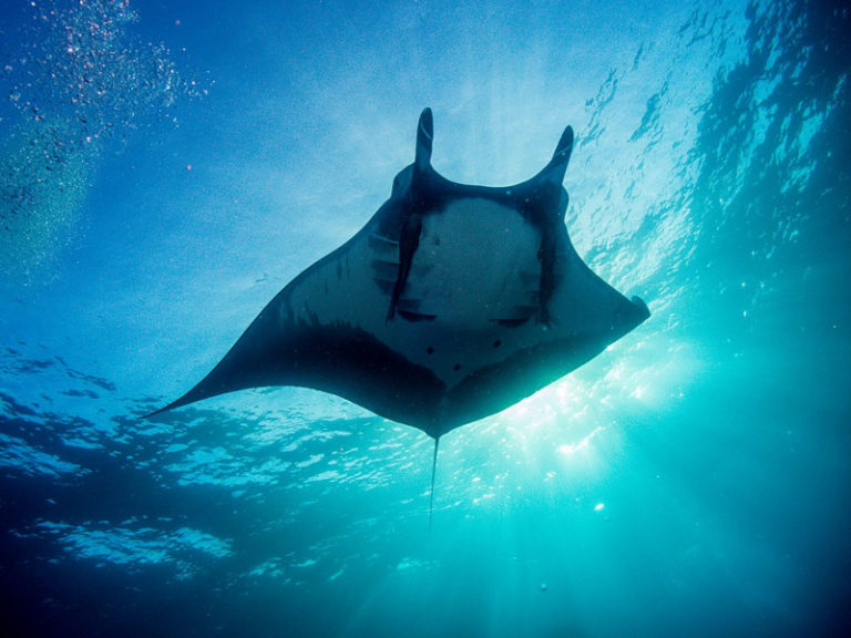Giant Manta Ray | Largest of its Kind - Our Breathing Planet