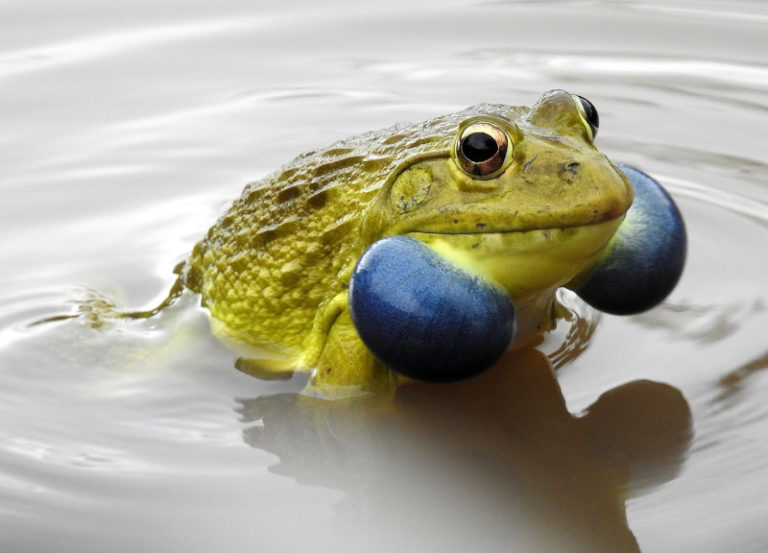 Indian Bullfrog l Awesome Amphibian - Our Breathing Planet