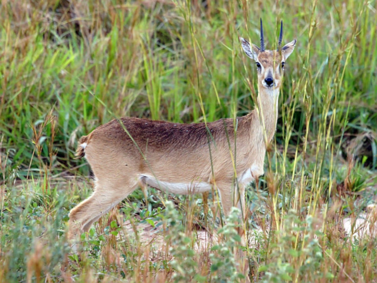 Oribi l Rare Small Antelope Variety - Our Breathing Planet