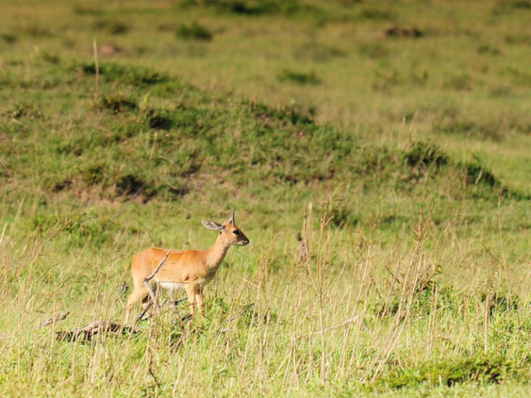 Oribi l Rare Small Antelope Variety - Our Breathing Planet